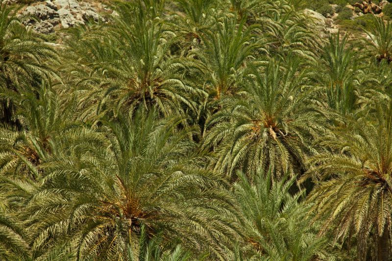 Palm Forest Vai